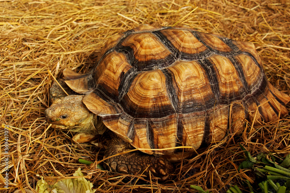 Turtles are reptiles of the order Testudines characterized by a special ...