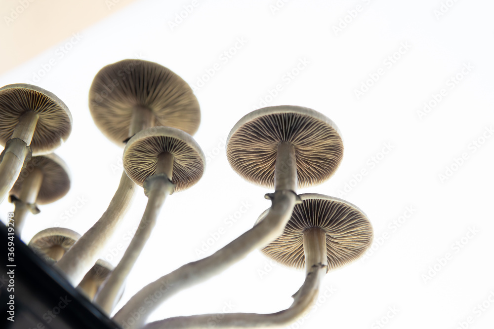Psilocybin cubensis mushroom. Fresh Psilocybin shroom. Fresh Psilocybin ...
