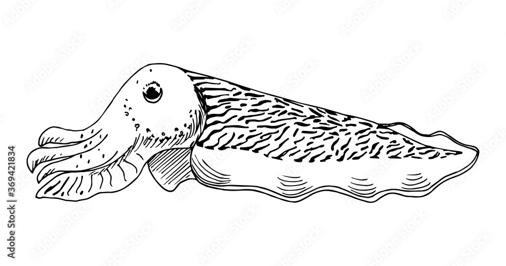 Black and white vector ink drawing. Sea animal cuttlefish, cephalopod ...