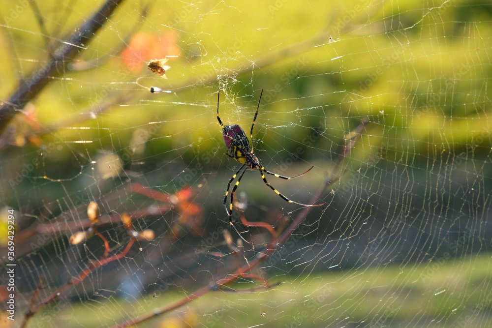 Nephila clavata, as known as Jorō spider, a special kind of spider in ...