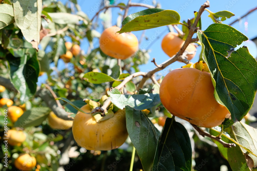 Autumn Japanese fruits, kaki or persimmons, extremely rich in dietary ...