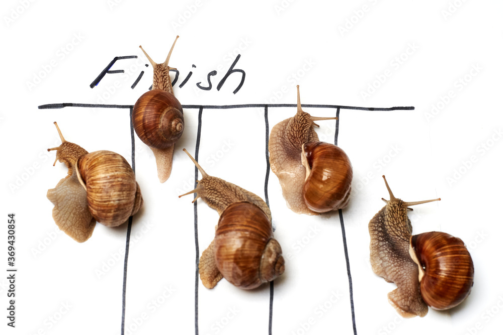 Snail Race. The snail crosses the finish line. Competition, competition ...
