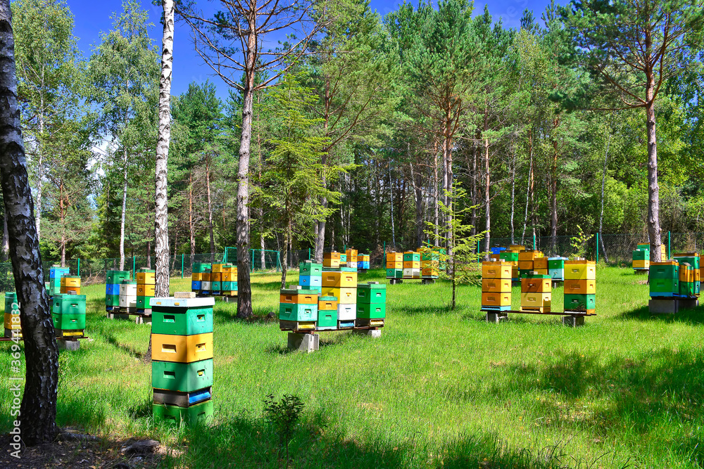 An apiary where ecologically clean honey and other beekeeping products ...