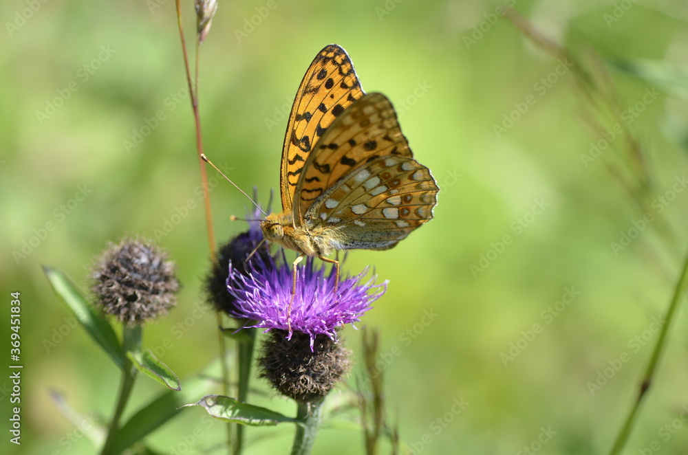 Moyen nacré (Fabriciana adippe) Stock Photo | Adobe Stock