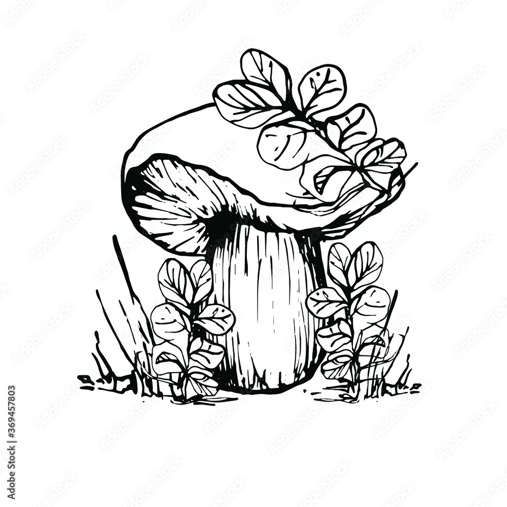 Drawing with a mushroom. Handmade graphics. Edible mushrooms and ...