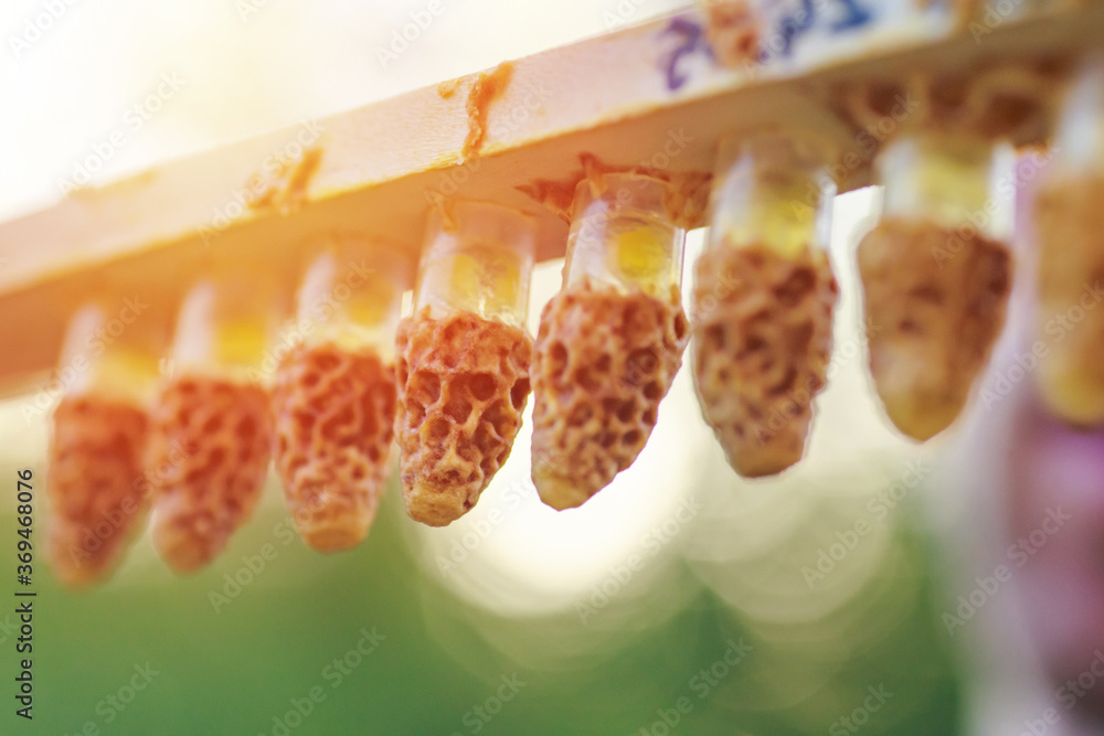 plastic queen cells with royal jelly Rebuilt from wax by honey bees on ...