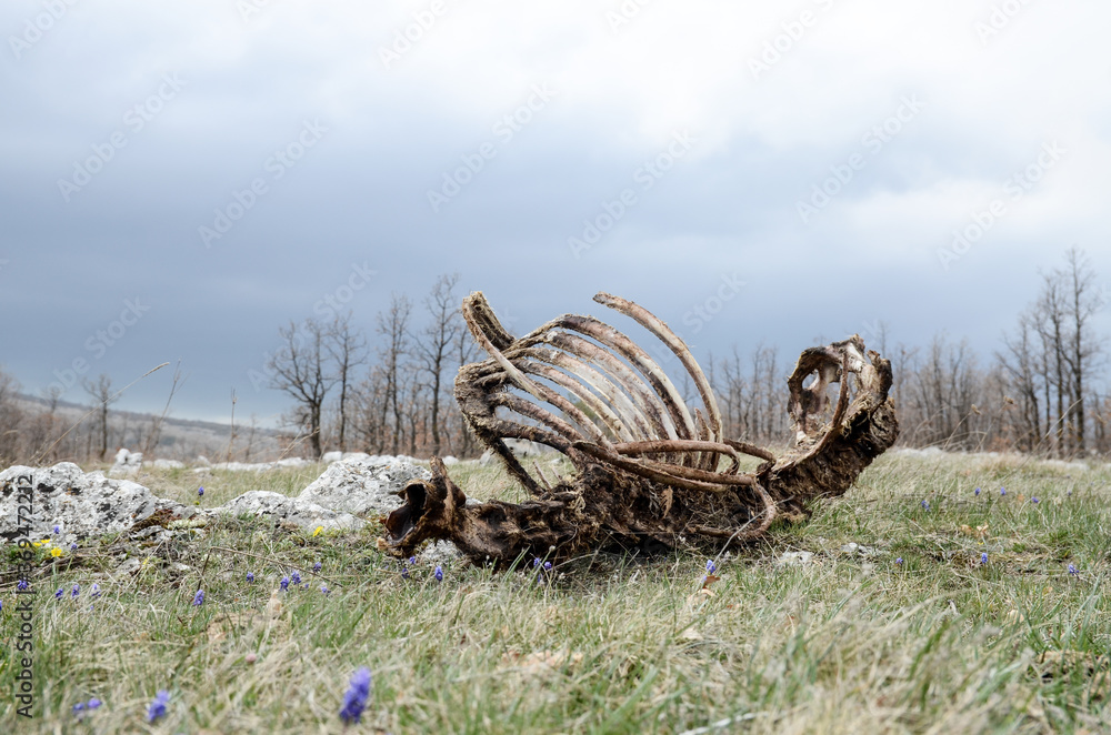 Animal carcass lies in nature. Dead animal and decaying carcass. Animal ...