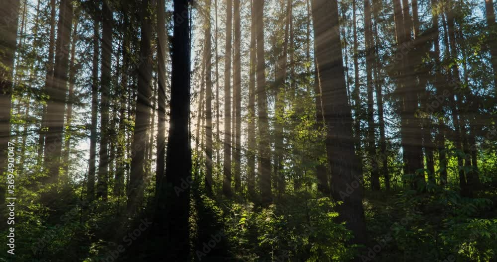 Green Forest. Pine Trees Fairy Forest. Trees pattern. Camera movement ...