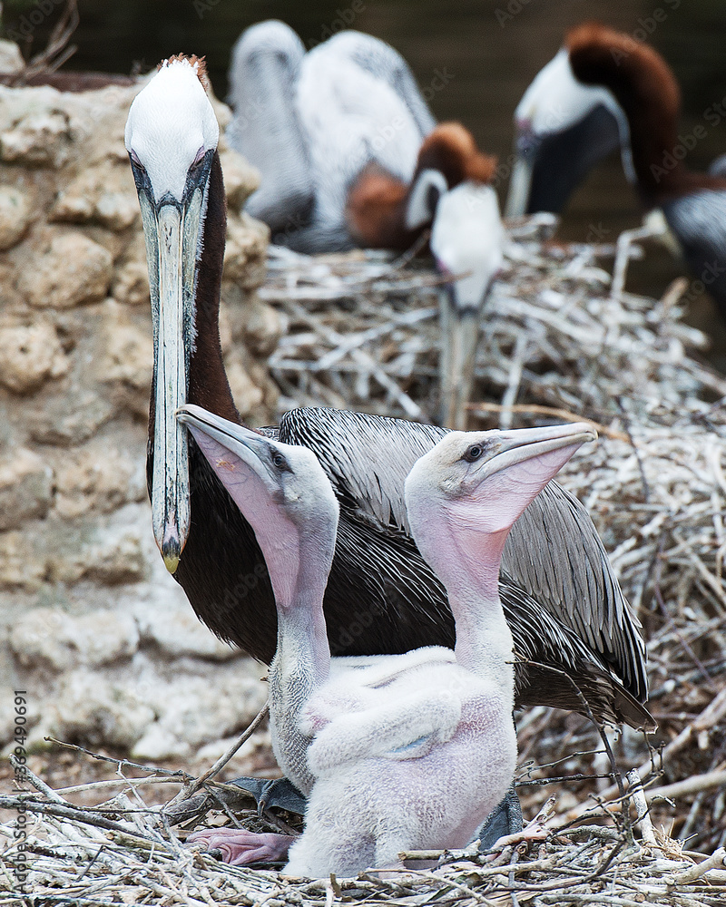 Baby Pelican