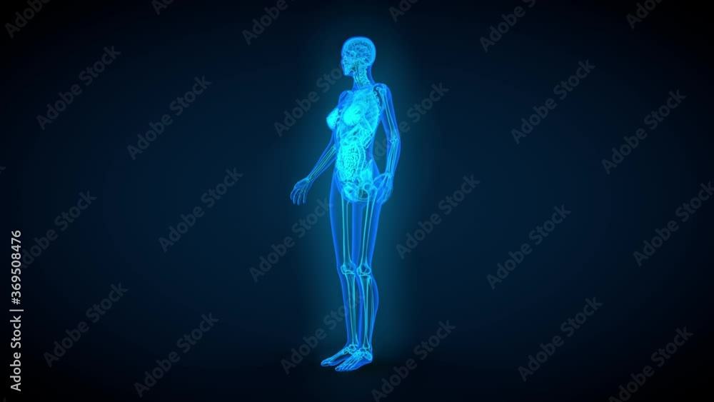 4 videos in 1, female body blue x-ray scan with organs and skeleton ...