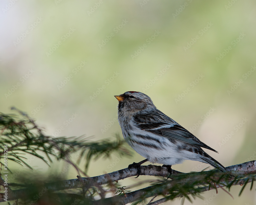 Foto de Red poll Bird Stock Photos. Red poll bird close-up profile view ...