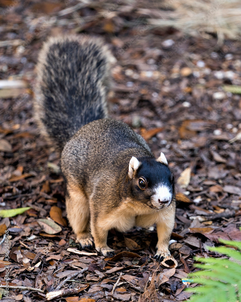 Fox squirrel stock photos. Sherman Fox Squirrel foraging and looking at ...