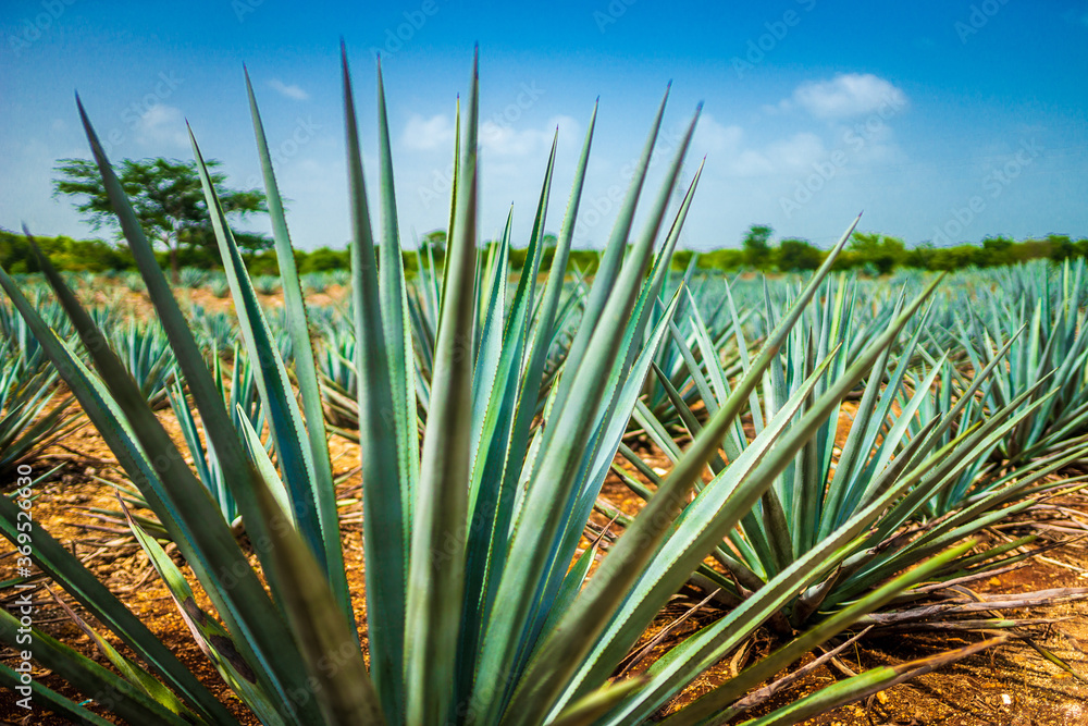 Agave Field at a Tequila Farm in Mexico Stock Photo | Adobe Stock
