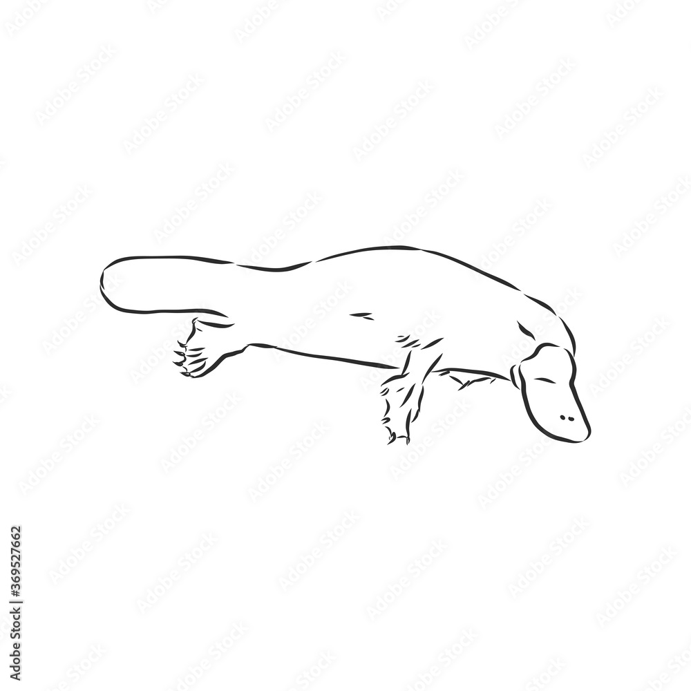 Platypus illustration, drawing, engraving, ink, line art, vector Stock ...