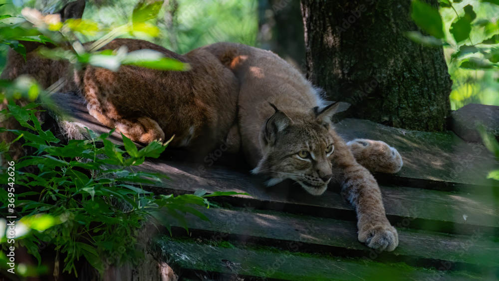 Foto de katze, tier, luchs, wild, natur, säugetier, tiger, wild lebende tiere do Stock | Adobe Stock