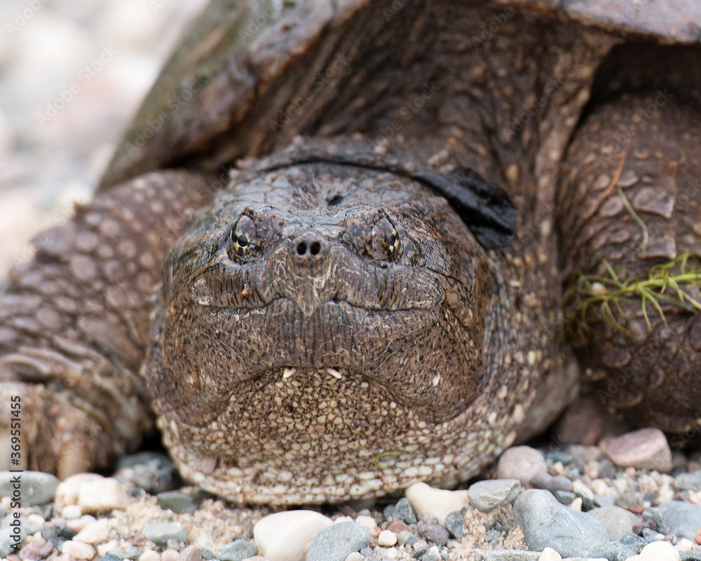Turtle Snapping turtle photo. Snapping turtle head close-up profile ...