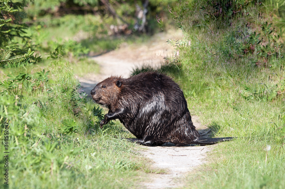 Beaver Animal Stock Photos. Image. Picture. Portrait. Close-up profile ...
