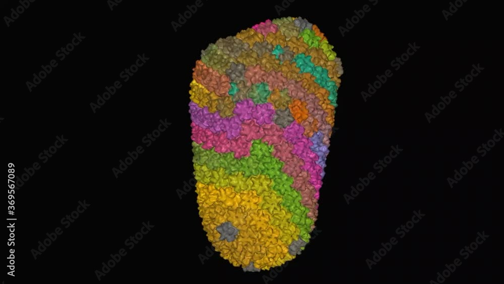 Structure of the HIV-1 capsid, animated 3D surface model, black ...