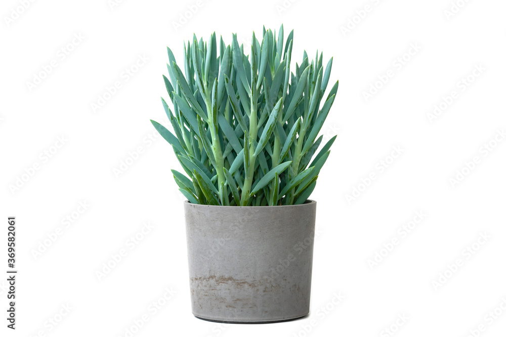 Curio ficoides or mount everest plant in concrete pot isolated on white ...