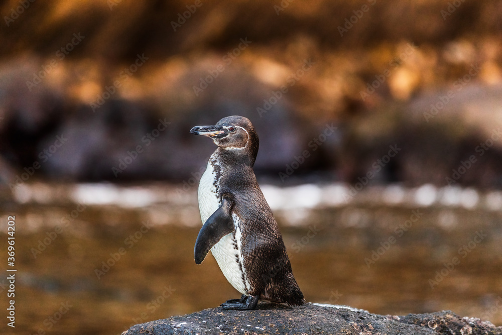 Galapagos penguin of Isabela Island, Galapagos Islands. Endangered ...