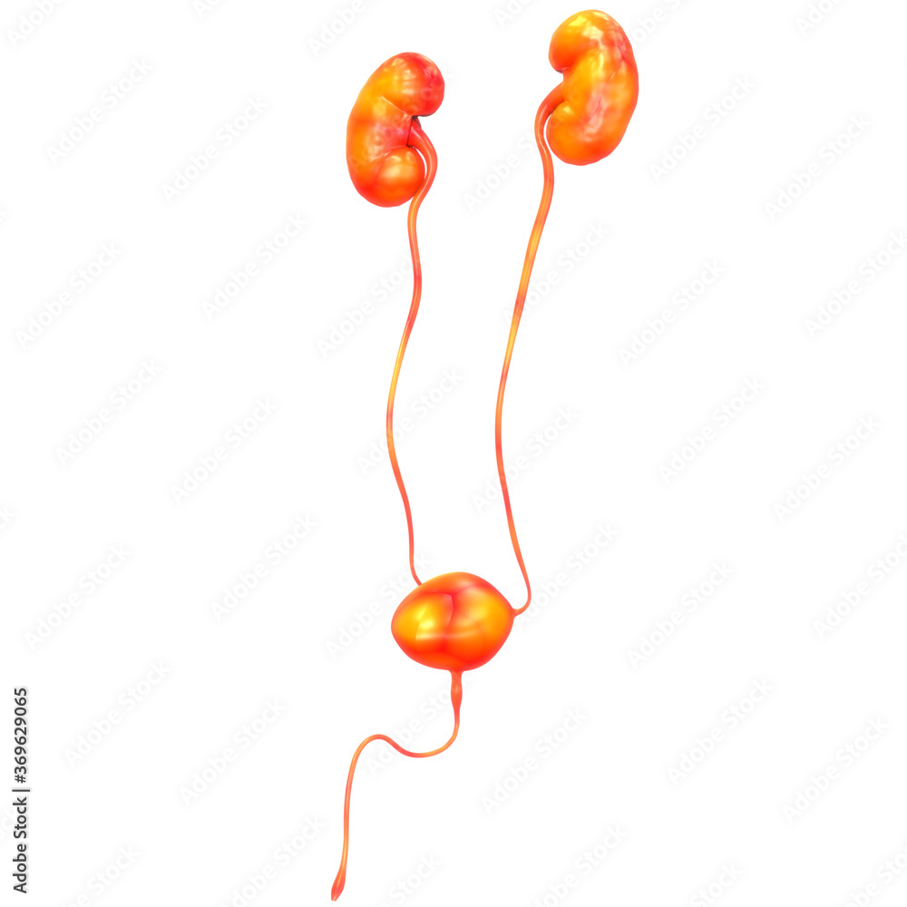 Human Urinary System Kidneys with Bladder Anatomy Stock Illustration ...