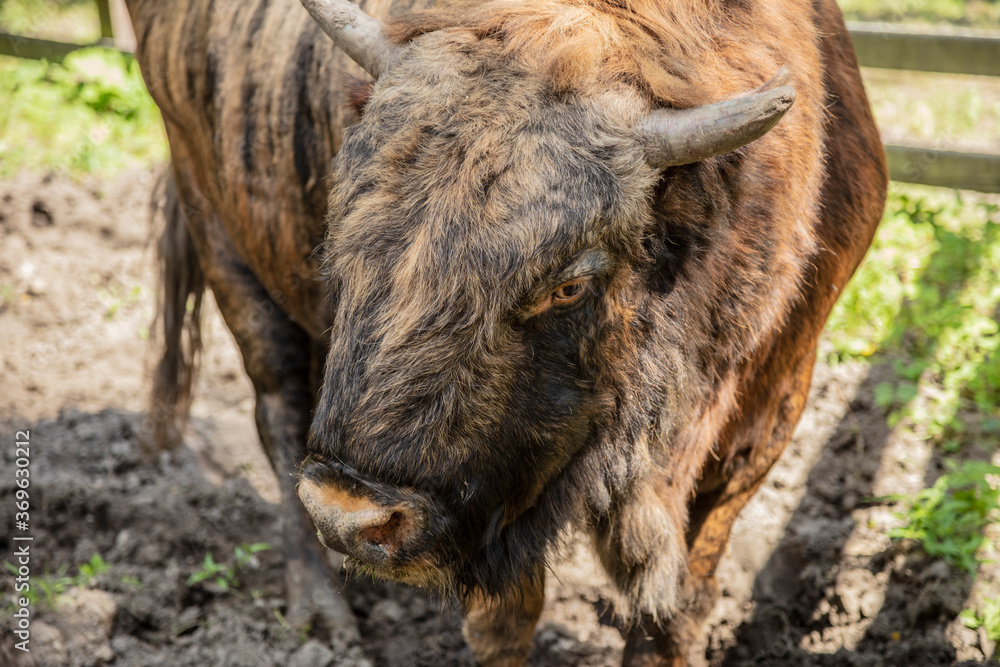 Zubron - hybrid of domestic cattle and european bison Stock Photo ... Zubron - hybrid of domestic cattle and european bison Stock Photo ...