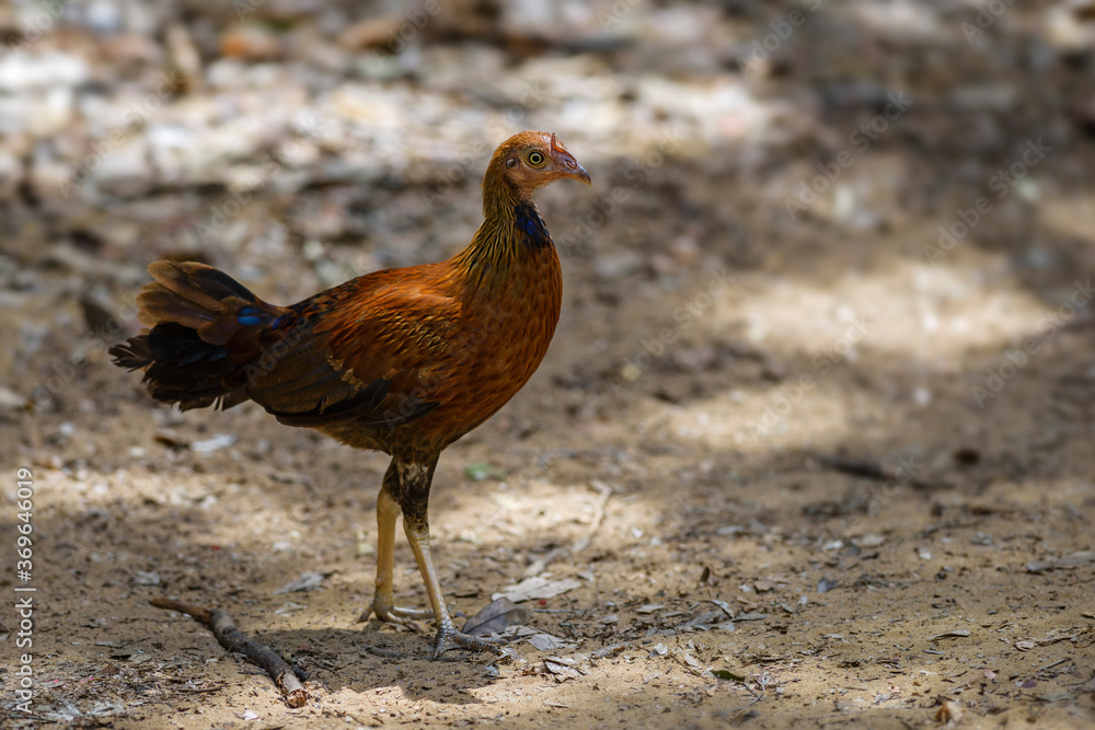 Ceylon Junglefowl - Gallus lafayettii, iconic colored national bird of ...