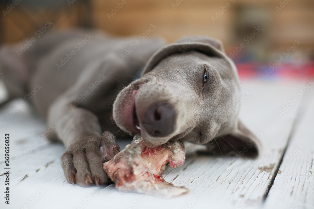 Cute grey weimaraner puppy dog eating bone with raw meat on white ...