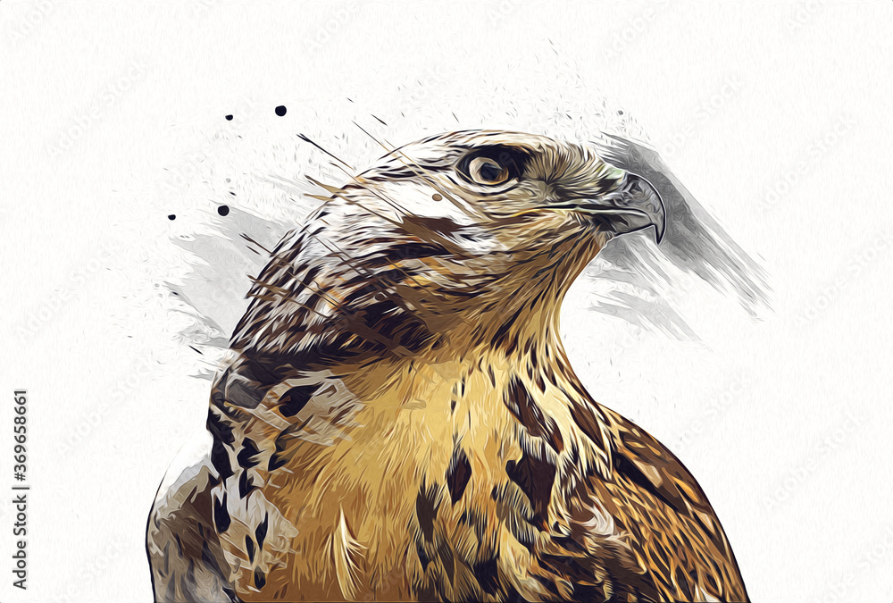 Hawk Drawing Color