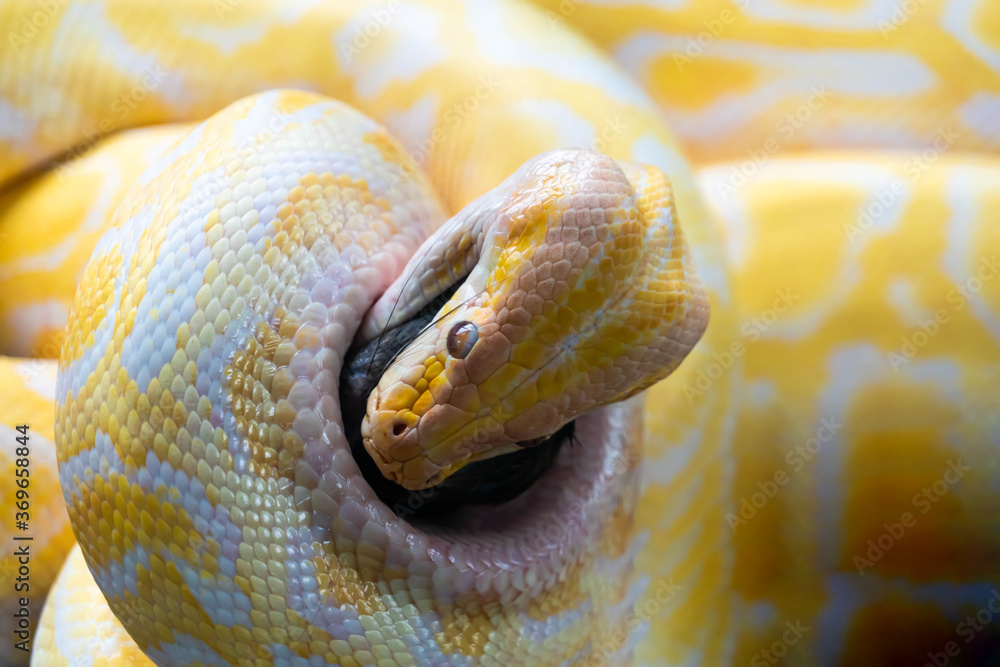 Snakes are eating food. The snake is swallowing a rat in the stomach ...