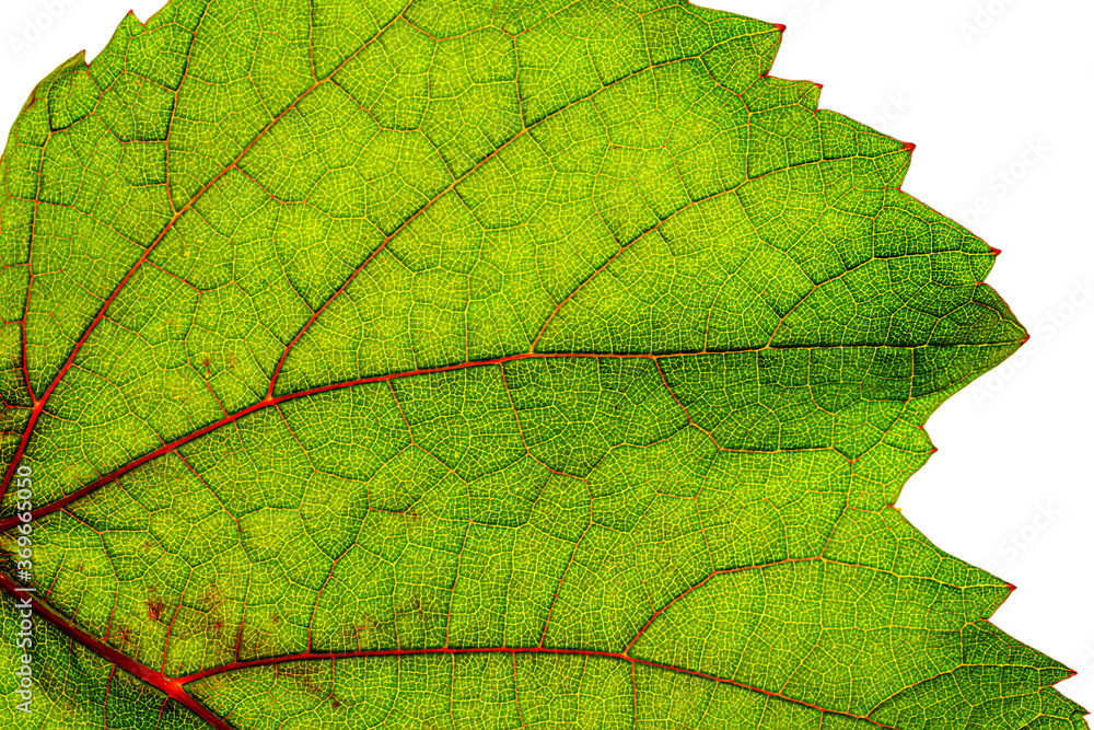 Green Grape Texture