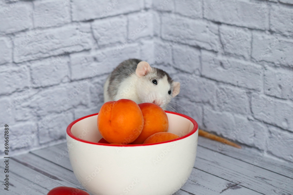 A decorative black and white rat sniffs and eats bright orange ripe ...
