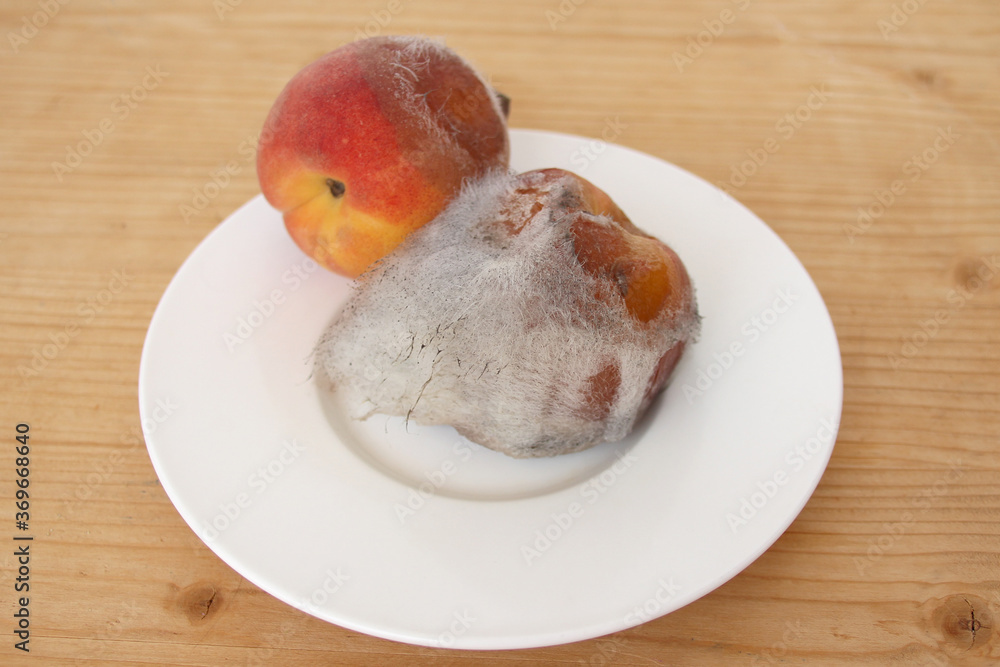 Foto Stock spoiled overripe peaches covered with white mold fibers lie ...