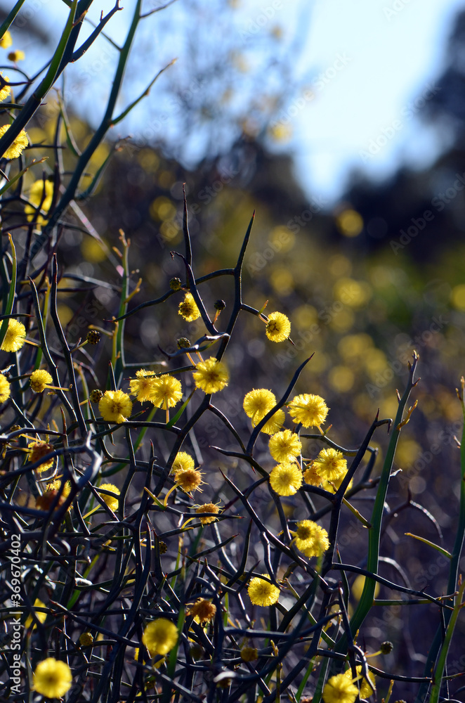 Back lit spiny branches and yellow flowers of the unusual Australian ...