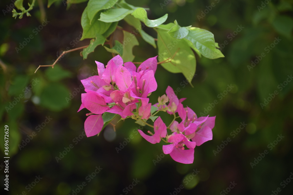 Bougainvillea is a genus of thorny ornamental vines, bushes, or trees ...