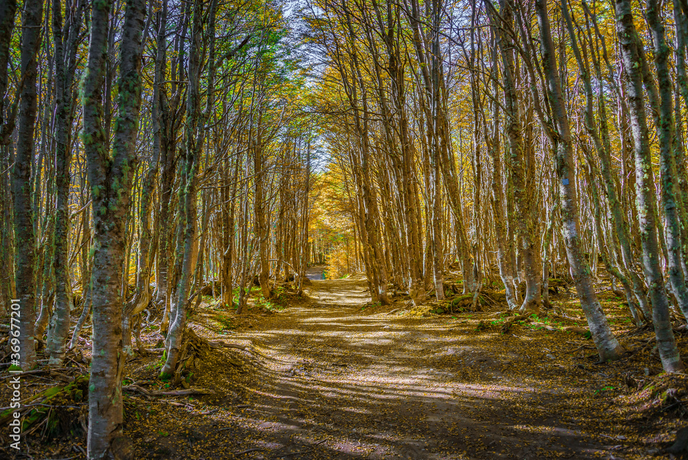 Foto de Hiking trail at magical austral Magellanic subpolar forests in ...