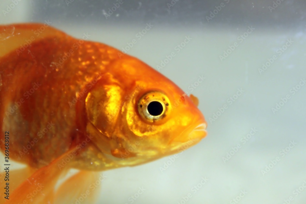 goldfish veil tail in aquarium Stock Photo | Adobe Stock