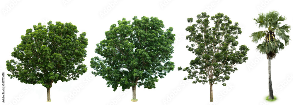 Beautiful collection of trees isolated on a white background suitable ...