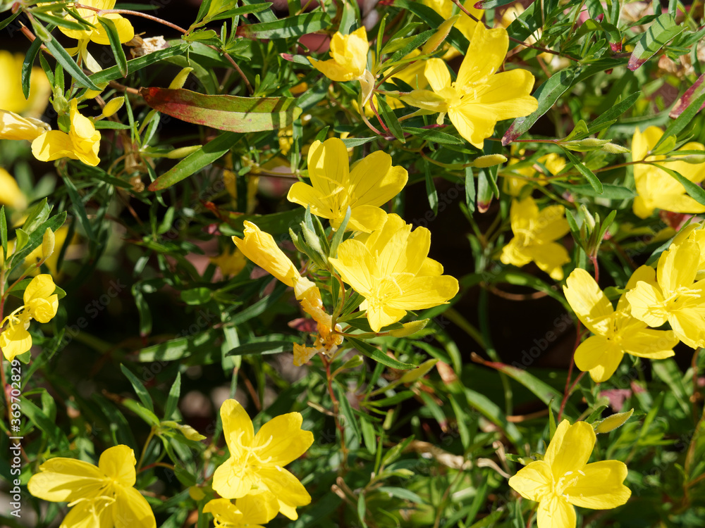 Foto de Parterre d'oenothera fruticosa 'African Sun' ou onagre hybride ...