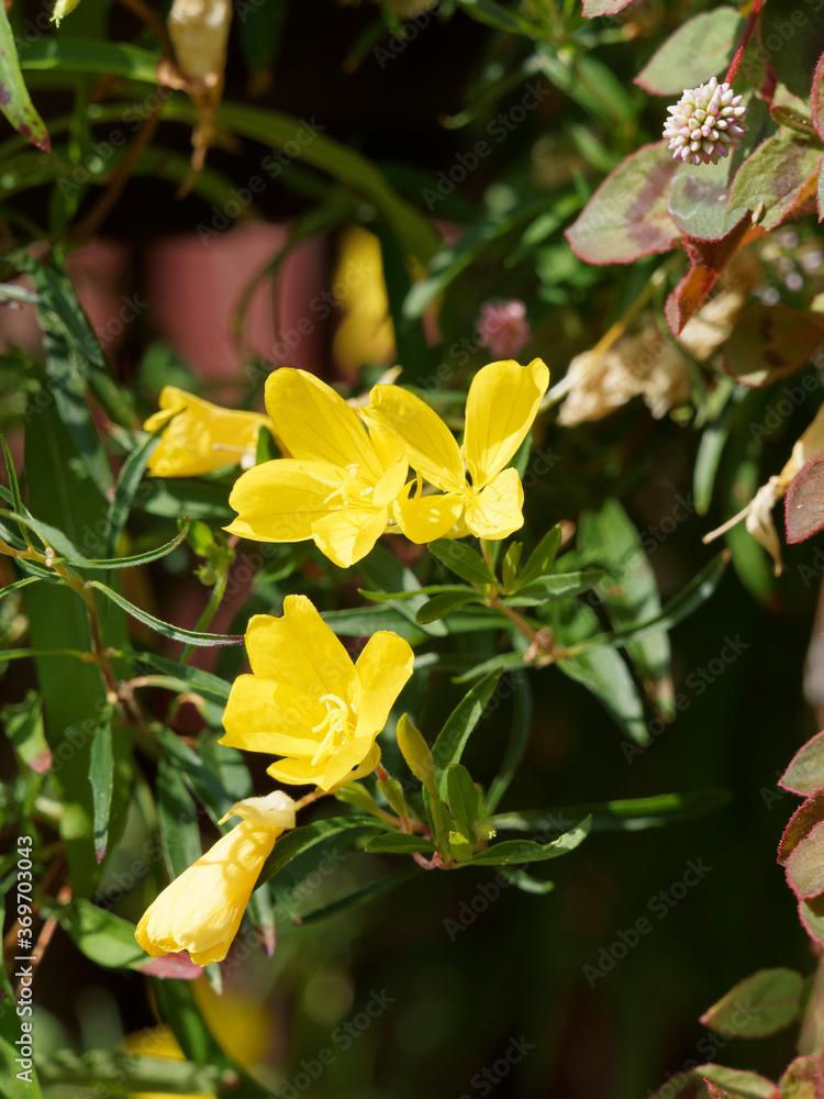 Parterre d'oenothera fruticosa 'African Sun' ou onagre hybride 'Soleil ...