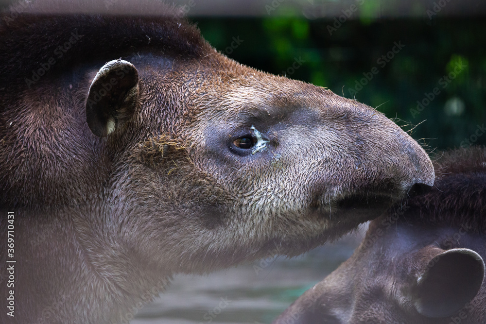 South American Tapir Tapirus Terrestris with an abscessed eye face from ...