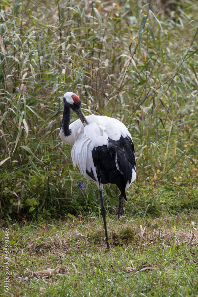 Japanese red crowned crane, also known as the Manchurian crane. Japan ...