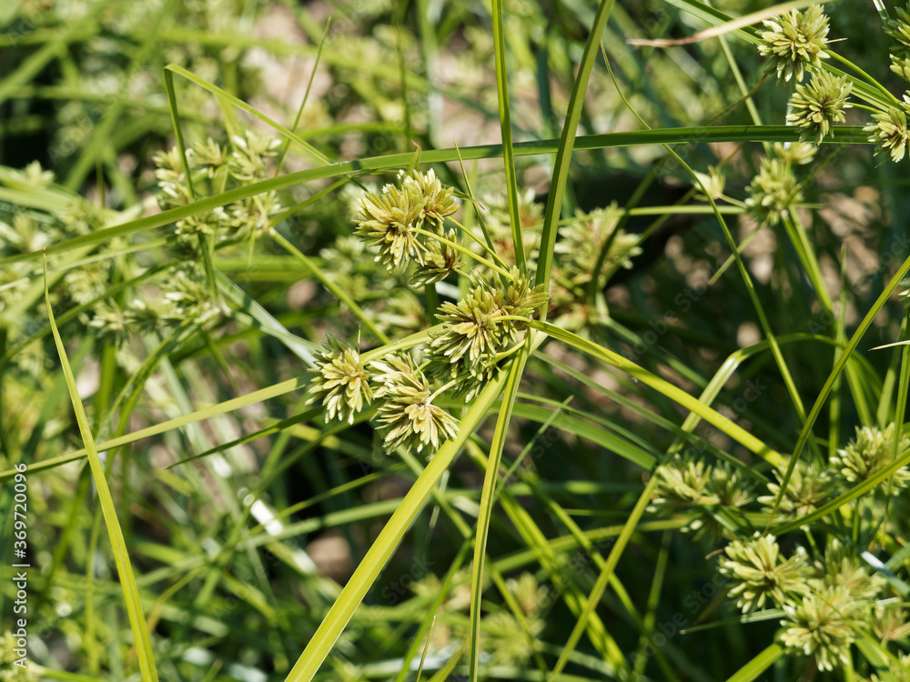 Stockfoto med beskrivningen Cyperus textilis ou touffes de carex plat ...