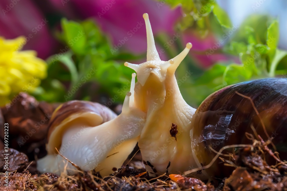 Two snails. Macro photo. Mother snail and baby snail on the ground ...