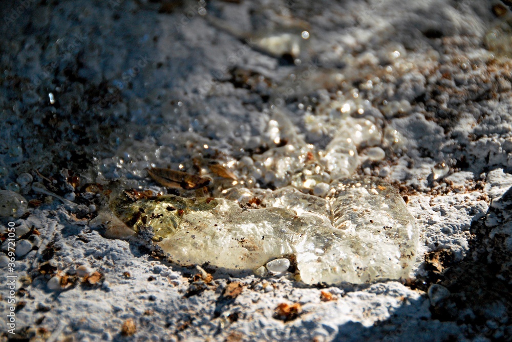 Mastic gum, Pistacia lentiscus small trees in Mesta village, southern ...