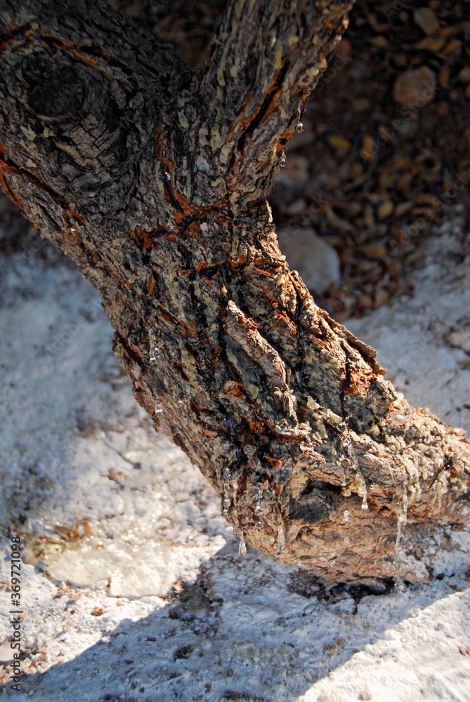 Mastic gum, Pistacia lentiscus small trees in Mesta village, southern ...