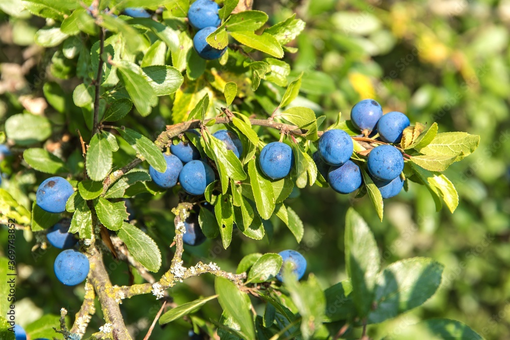 Prunus spinosa (blackthorn, or sloe). The fruits of blackthorn (Prunus ...