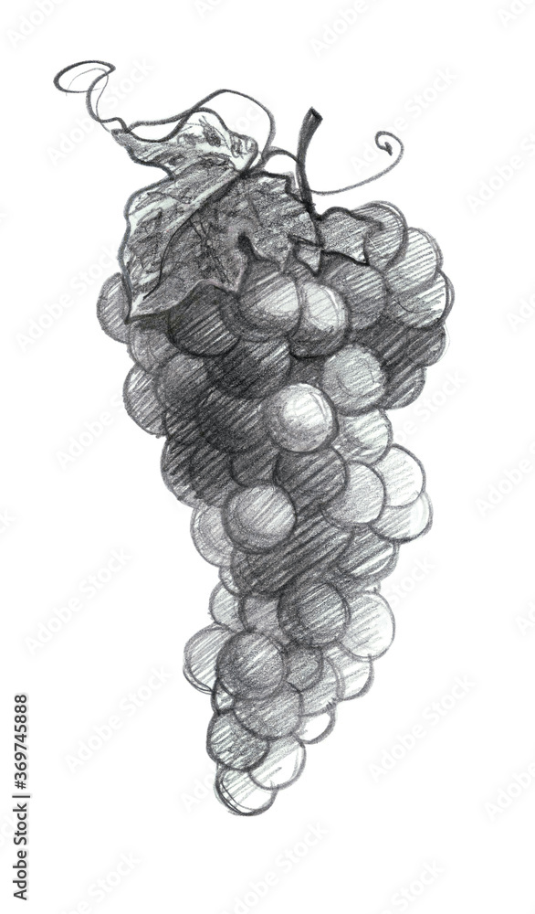 Bunch of grapes, graphic drawing with a slate pencil Illustration ...