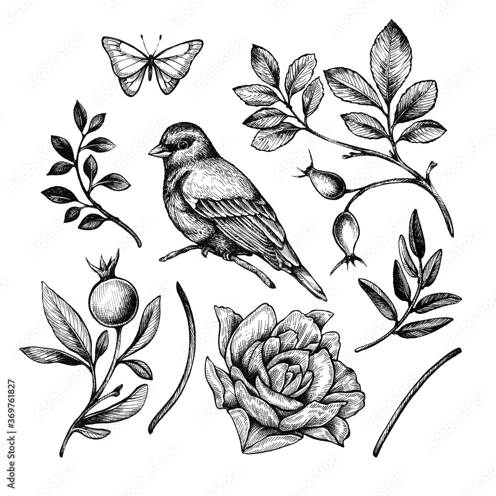 Graphic botanical illustration of a plant of elements and the birds ...