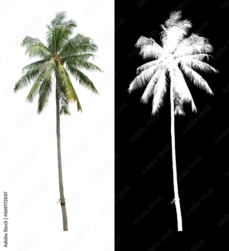 Coconut tree isolated on white background. Clipping mask included ...